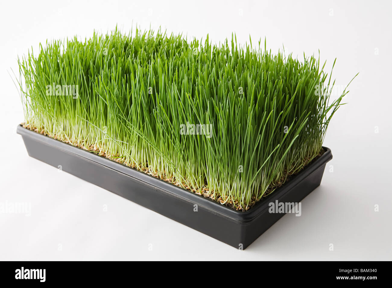 Wheatgrass hi-res stock photography and images - Alamy