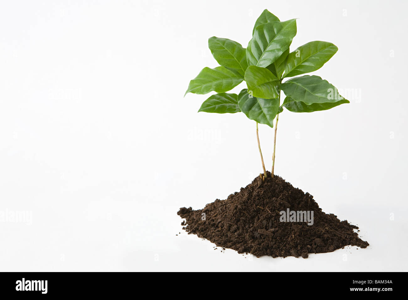 A growing plant Stock Photo - Alamy