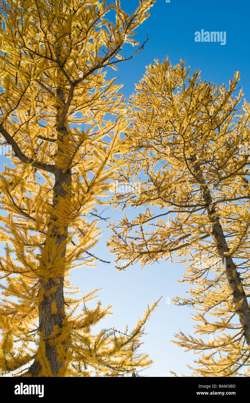 American larch tree hi-res stock photography and images - Alamy