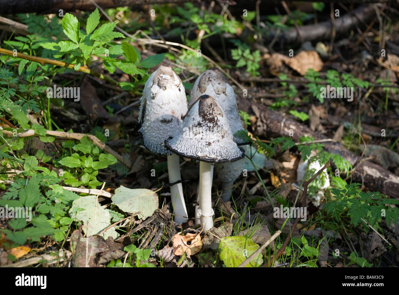 Magpie ink cap hi-res stock photography and images - Alamy