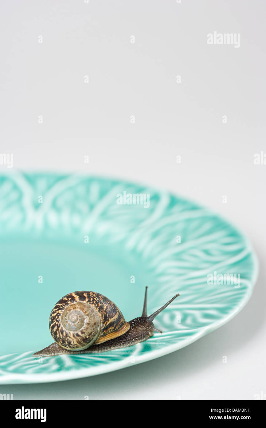 A snail on a plate Stock Photo - Alamy