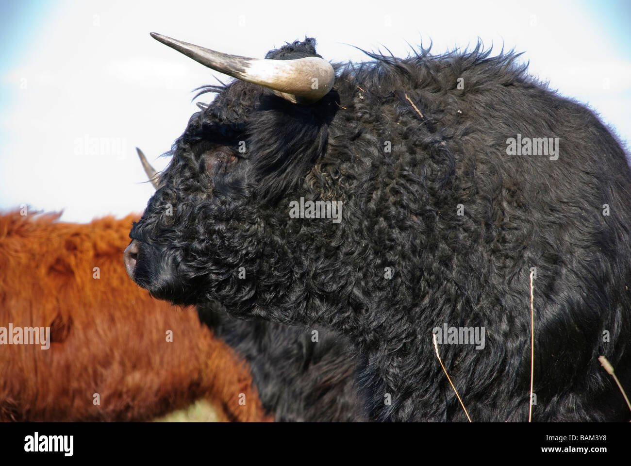 Highlander bull hi-res stock photography and images - Alamy