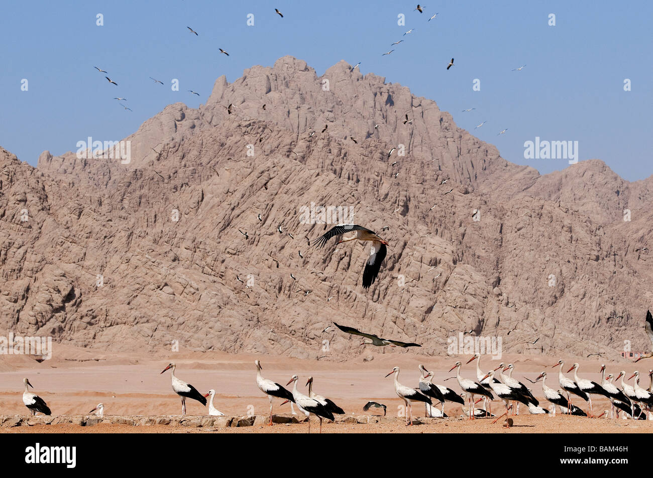 Egypt, Sinai, storks Stock Photo - Alamy