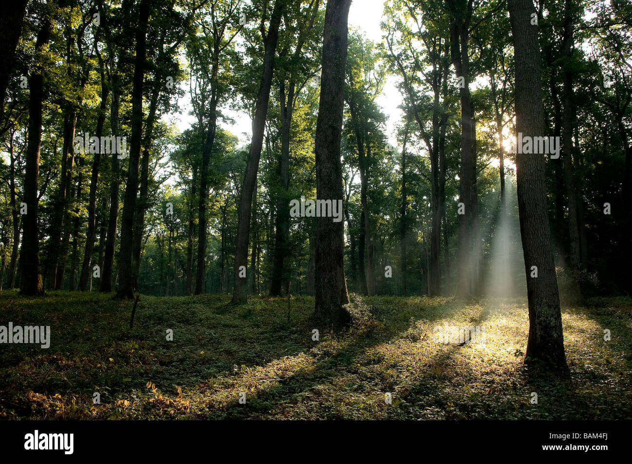 France, Allier, Bourbonnais, Troncais Forest Stock Photo - Alamy