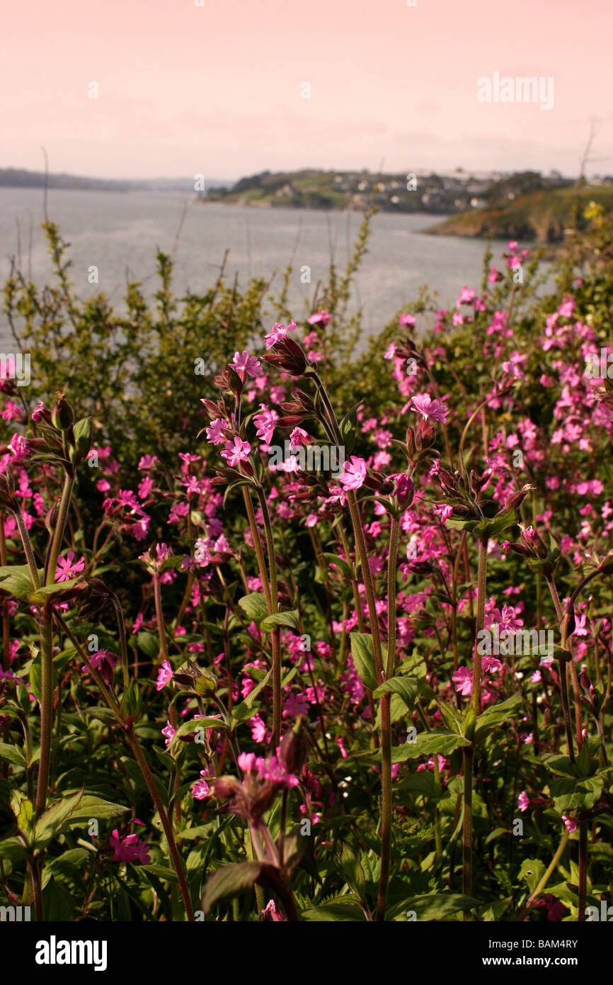 Roseland cornwall wild flowers hi-res stock photography and images - Alamy