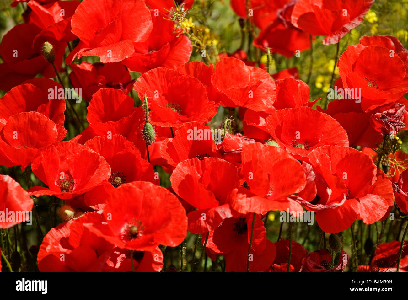 Planta de amapola hi-res stock photography and images - Alamy