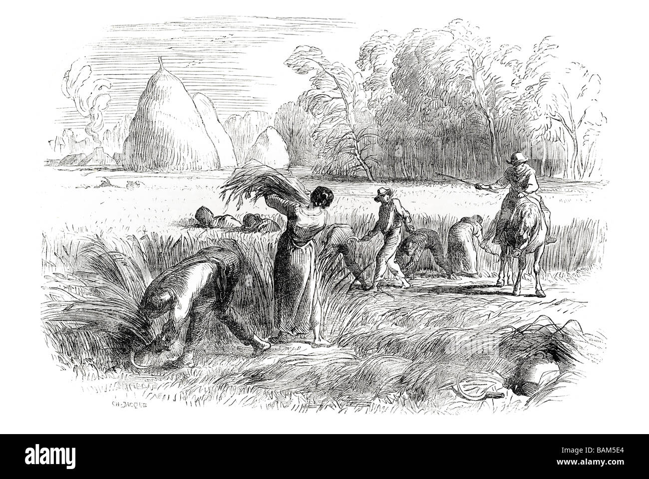 harvest in france reaping scythe sickle reaper hay straw 1851 labour ...