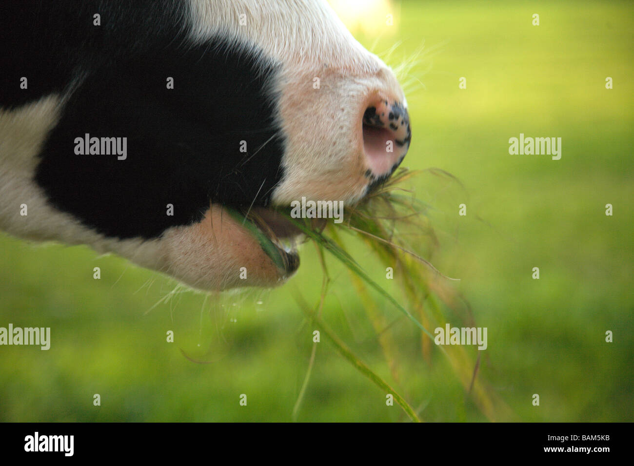 Grass eating cow Stock Photo - Alamy