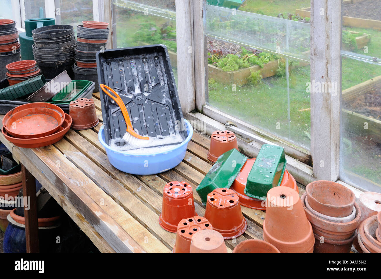 Pot washing scene with plastic flower pots trays on the greenhouse ...