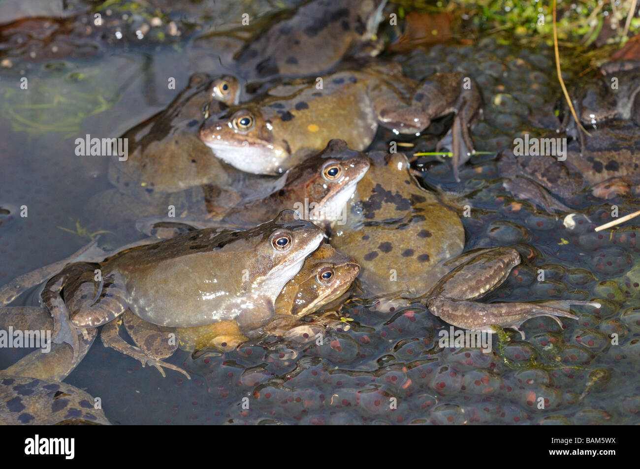 Garden wildlife Frogs common frog rana temporaria adults in mating ...