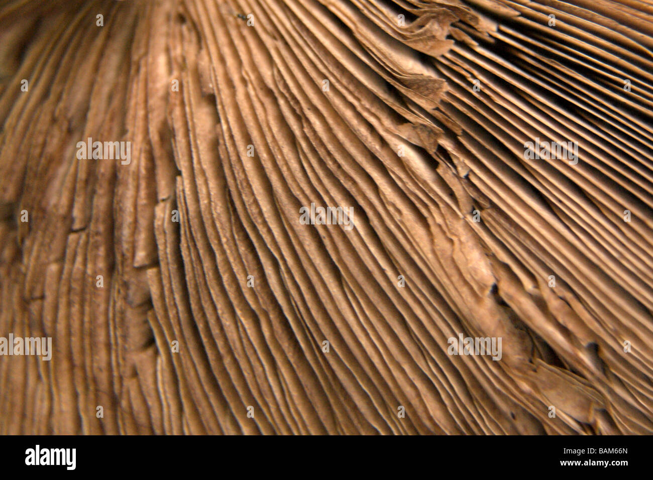 Detail of a toadstool Stock Photo - Alamy