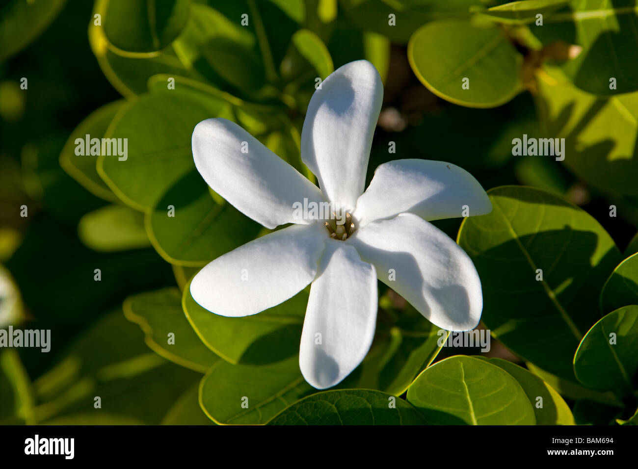 Tiare flower hi-res stock photography and images - Alamy
