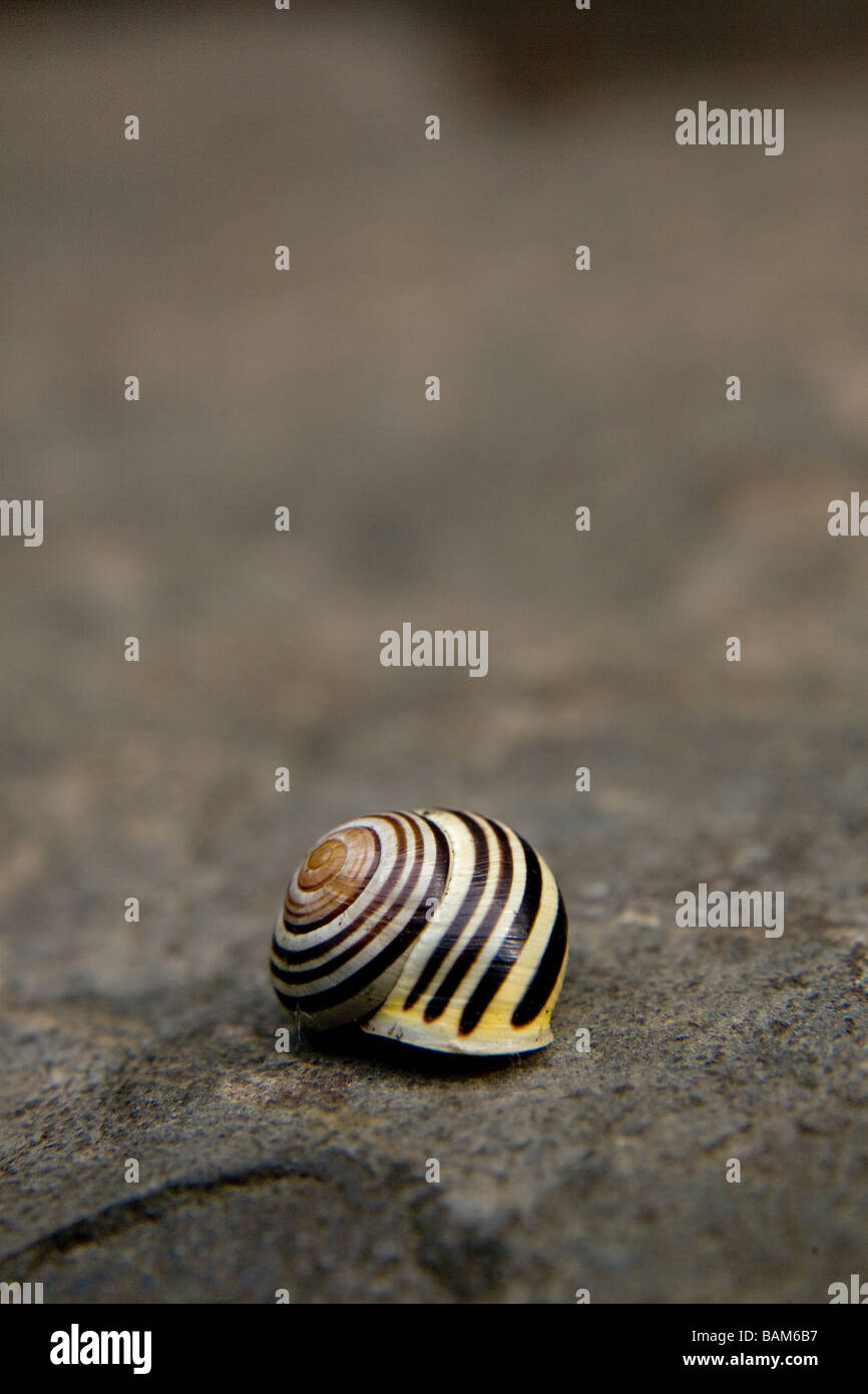 Snail shell circular pattern hi-res stock photography and images - Alamy