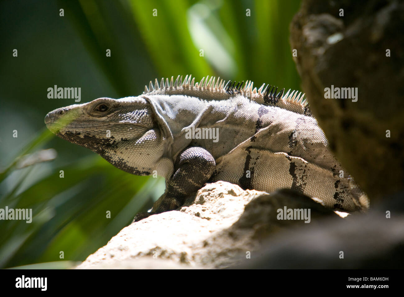 Iguana in Merida, Mexico Stock Photo - Alamy