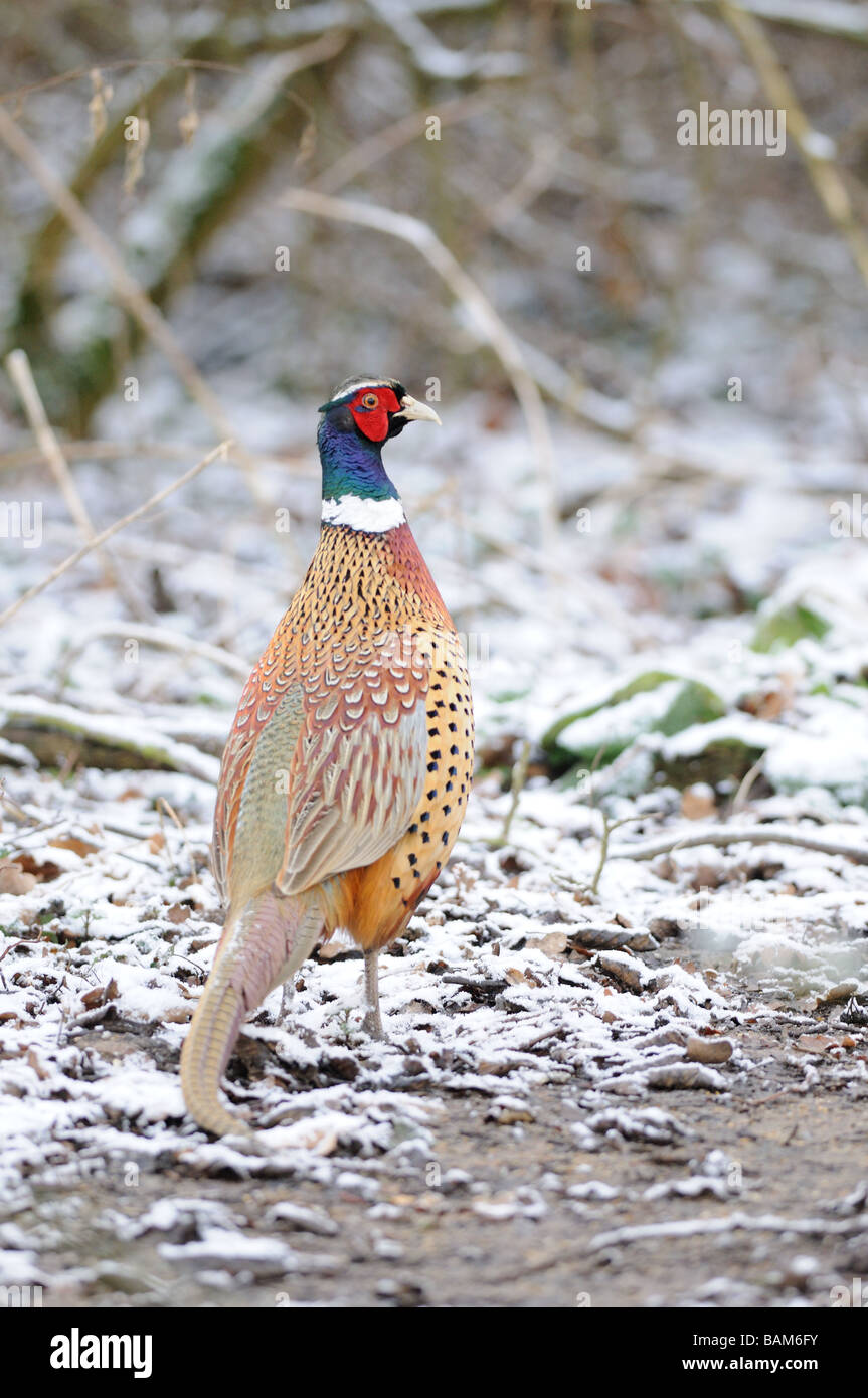 Pheasant in snow Stock Photo - Alamy