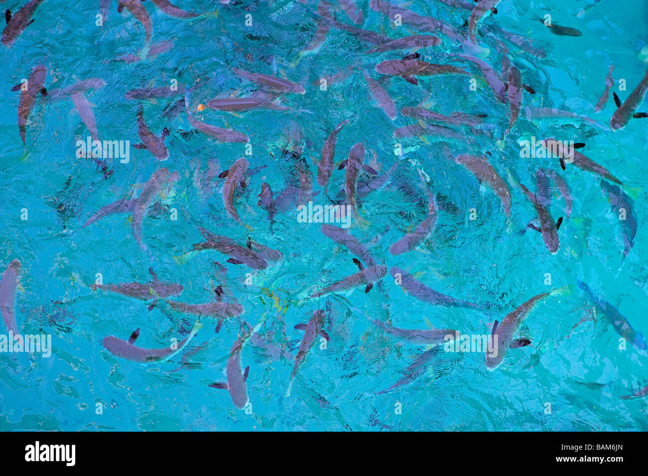 French Polynesia, Leeward archipelago, Bora Bora island, school of fish ...