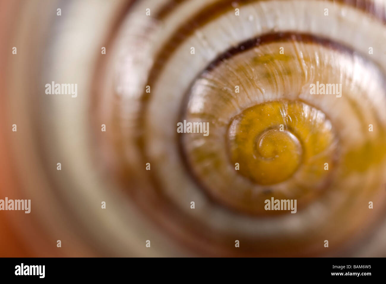 House of a snail hi-res stock photography and images - Alamy