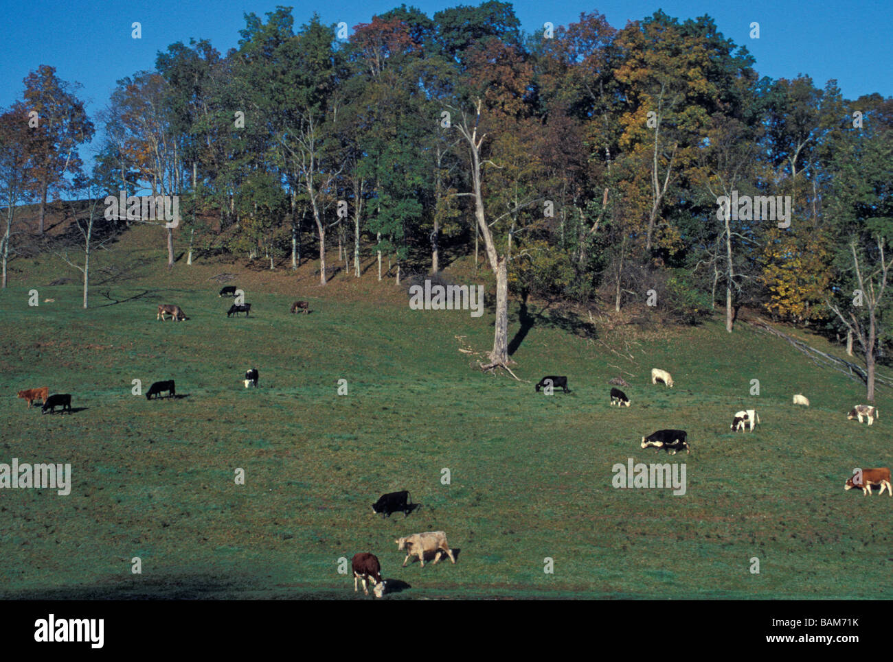 Dairy cattle on farm in West Virginia Stock Photo - Alamy