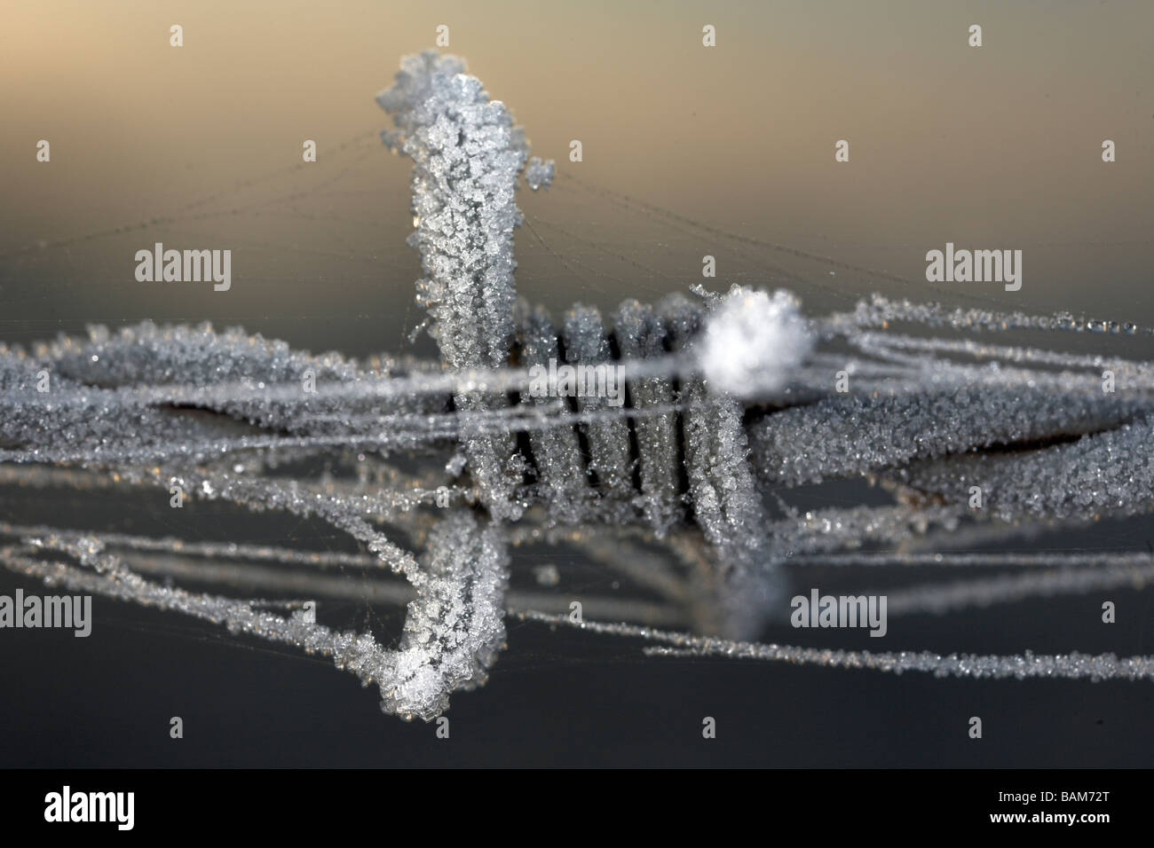 Frozen barb wire Stock Photo - Alamy