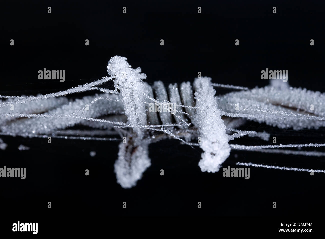 Frosted barb wire hi-res stock photography and images - Alamy