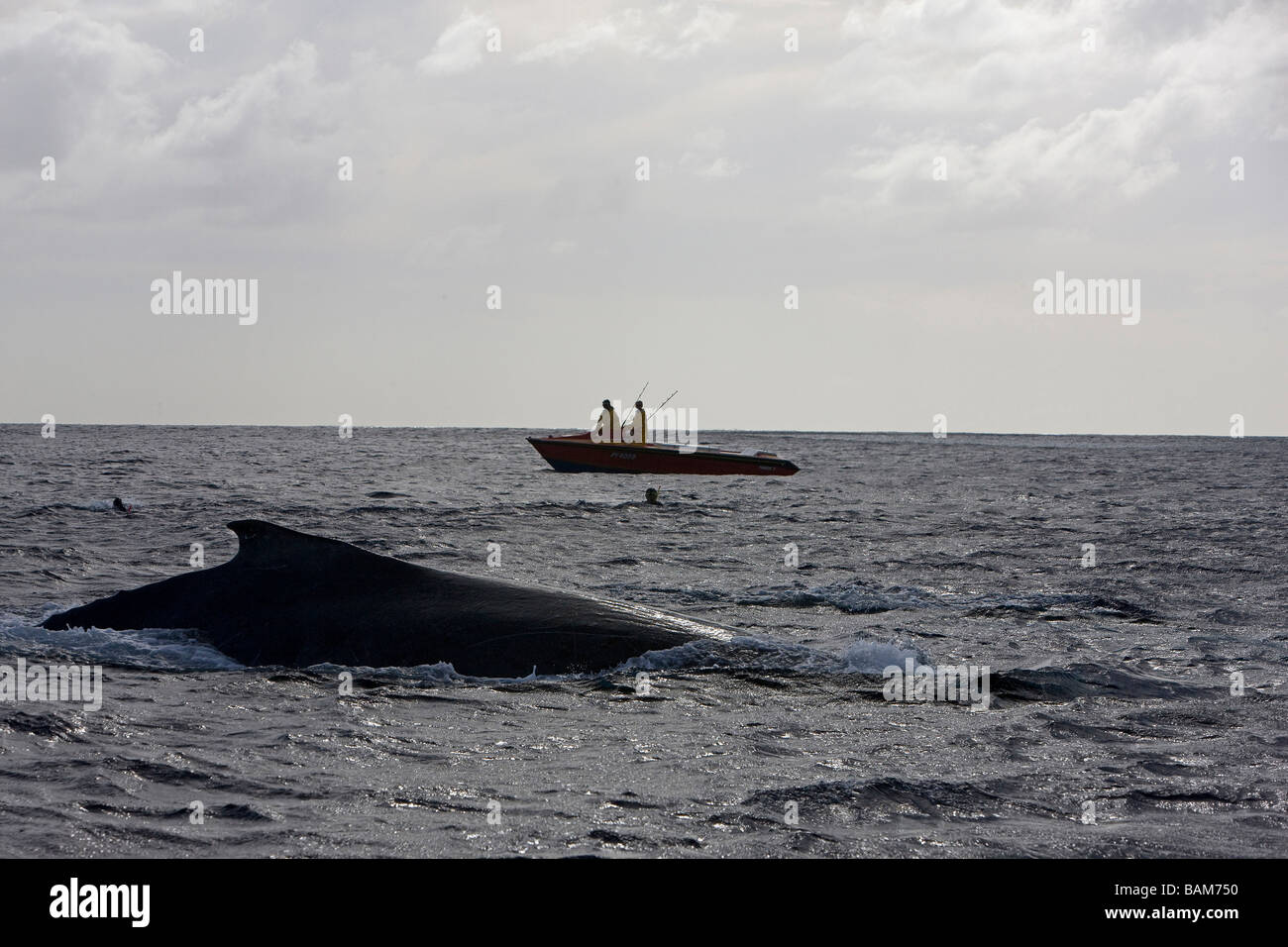 French Polynesia, Austral Islands, Rurutu island, whale Stock Photo - Alamy