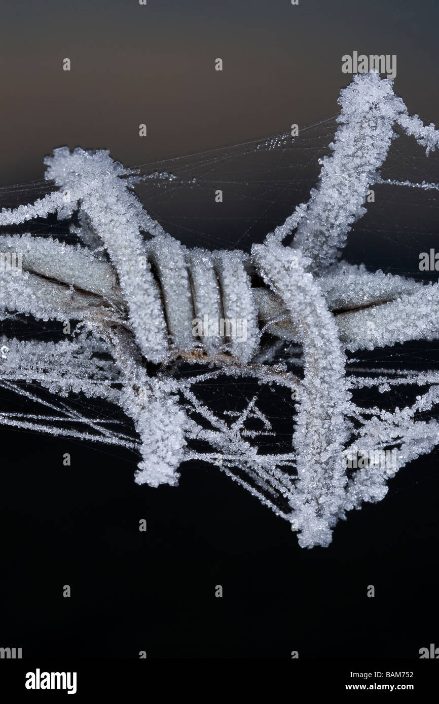 Frozen barb wire Stock Photo - Alamy