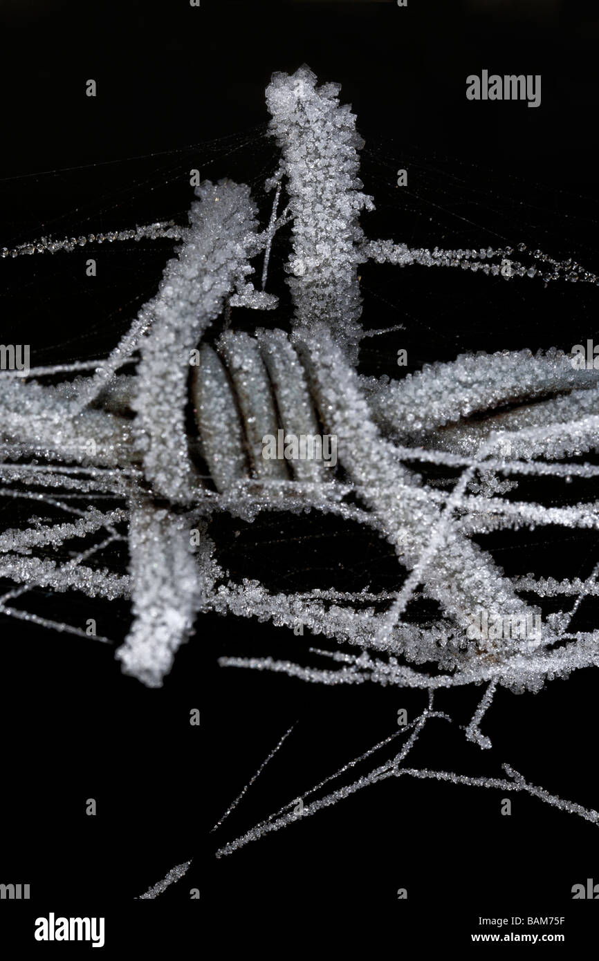 Frozen barb wire Stock Photo - Alamy