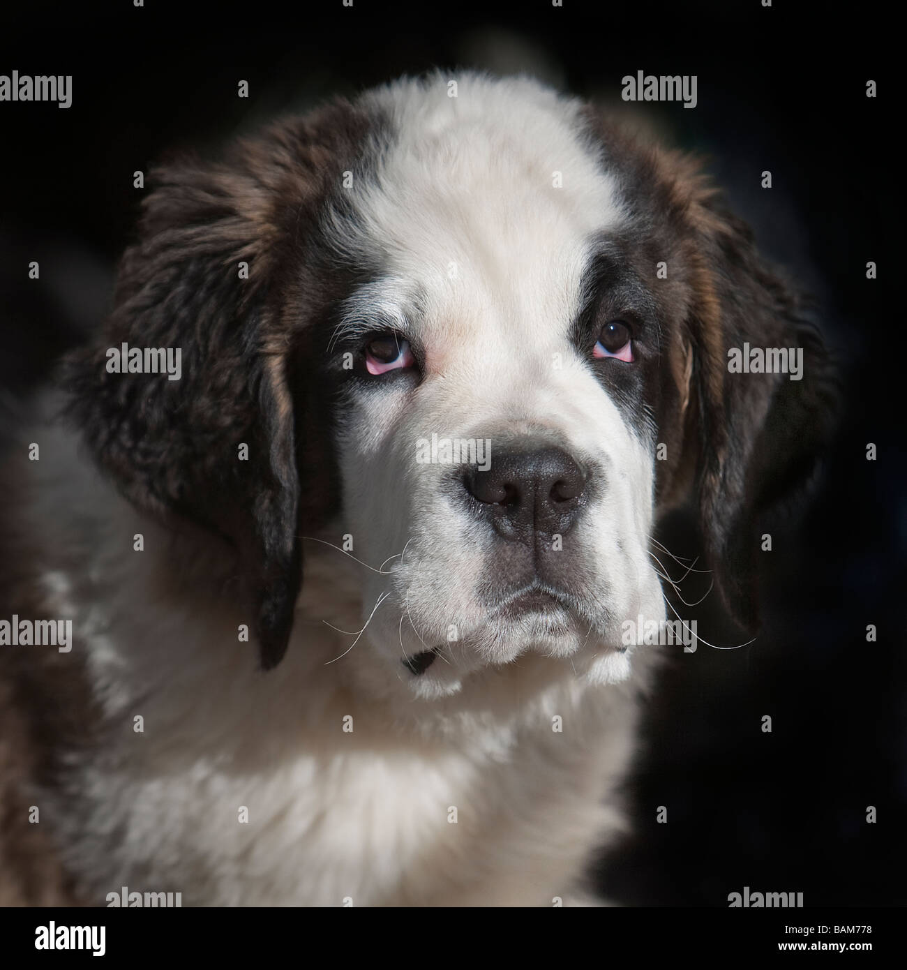 St bernard dog paw hi-res stock photography and images - Alamy