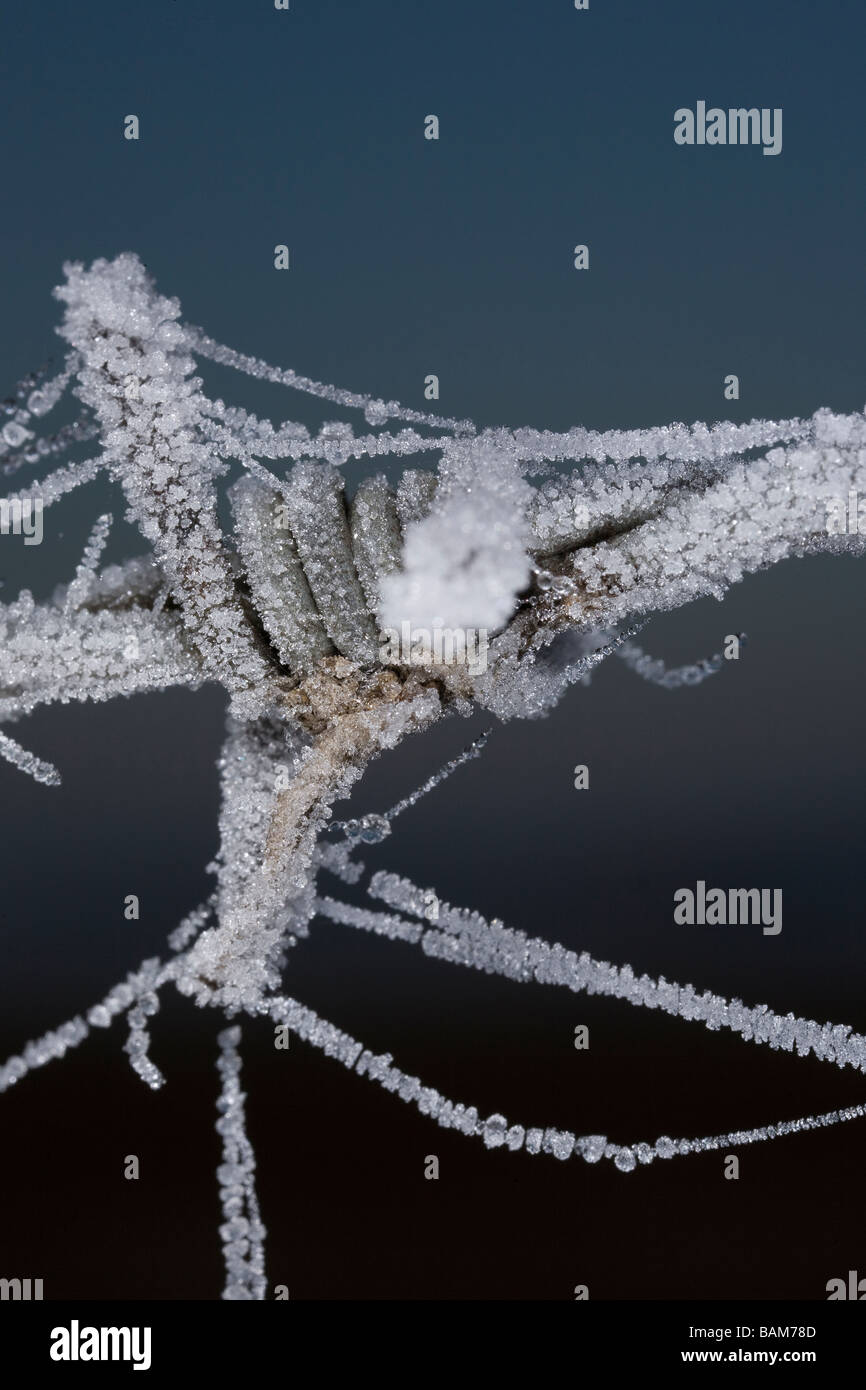 Frozen barb wire Stock Photo - Alamy