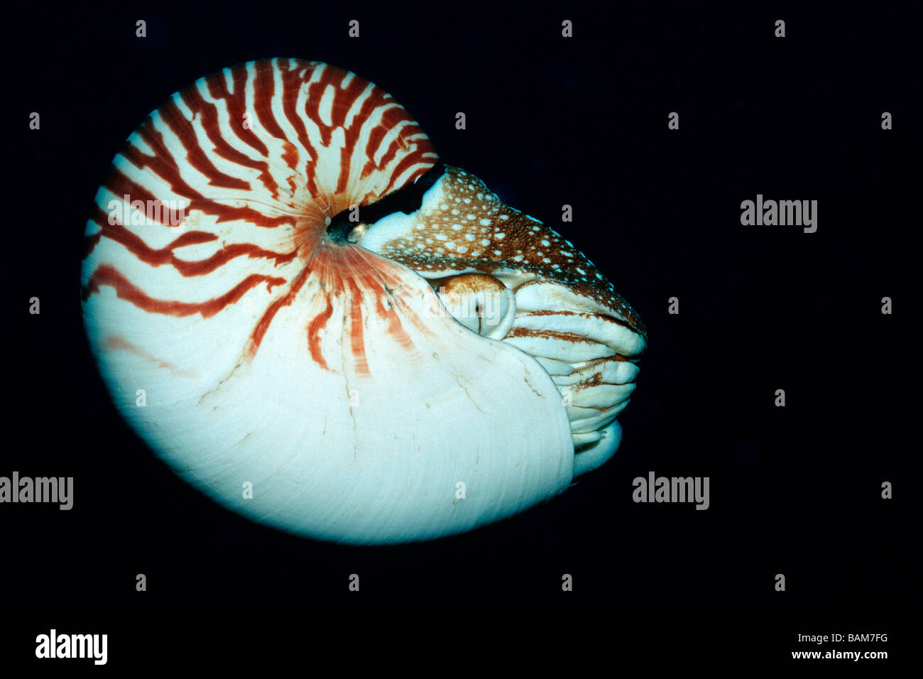 Chambered Nautilus Nautilus belauensis Pacific Micronesia Palau Stock ...