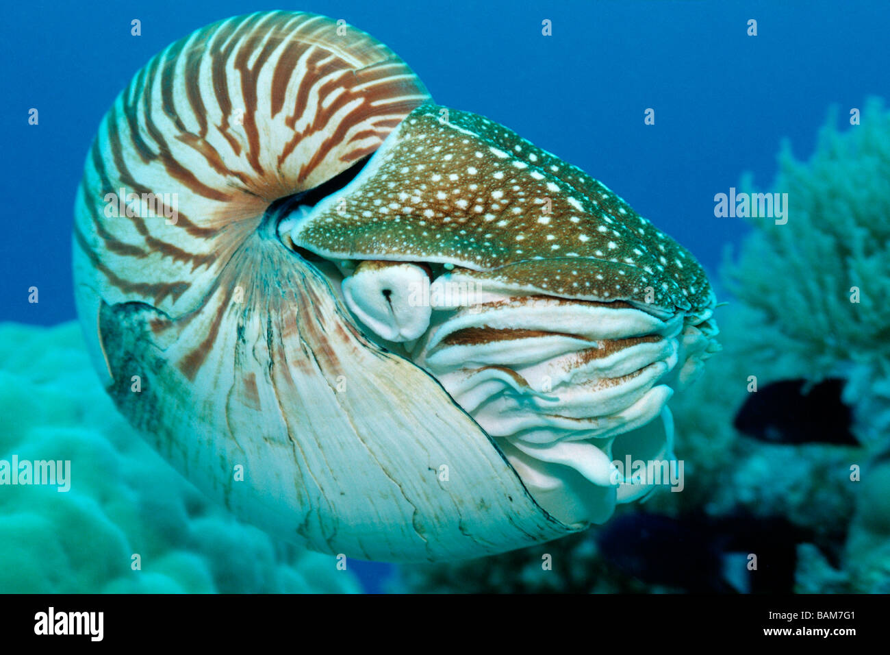 Chambered Nautilus Nautilus belauensis Pacific Micronesia Palau Stock ...