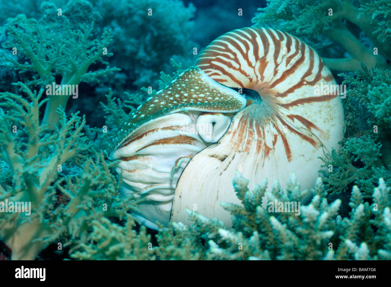 Chambered Nautilus Nautilus belauensis Pacific Micronesia Palau Stock ...
