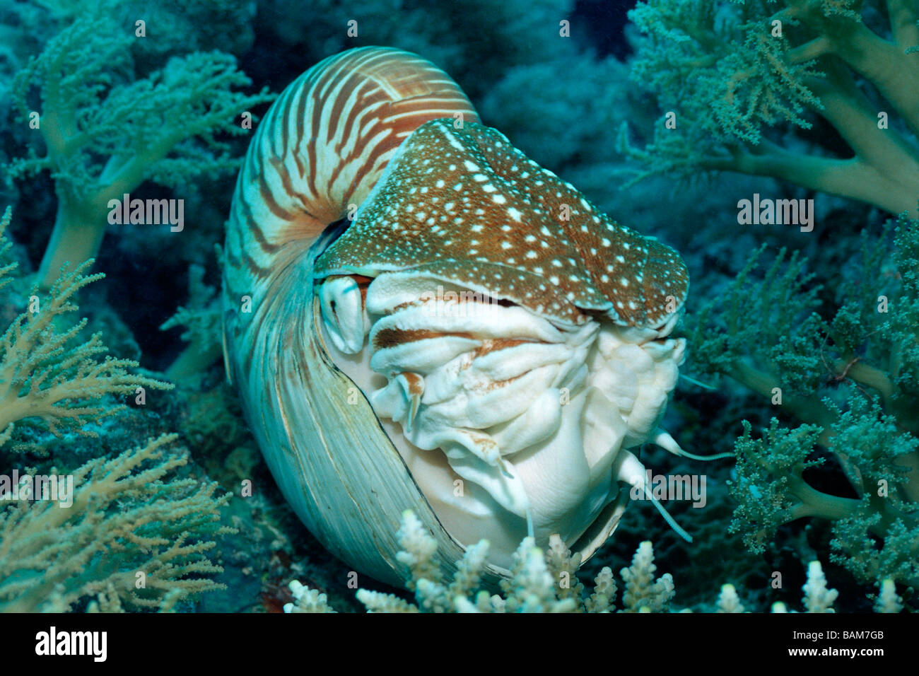 Chambered Nautilus Nautilus belauensis Pacific Micronesia Palau Stock ...