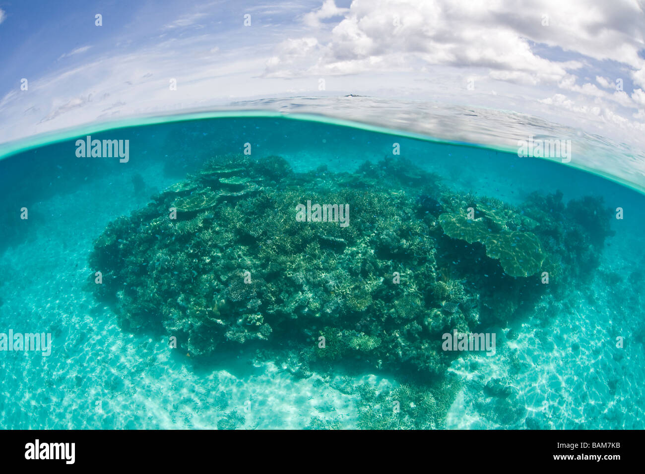Coral Bommie in shallow Lagoon Kadavu Island Fiji Stock Photo - Alamy