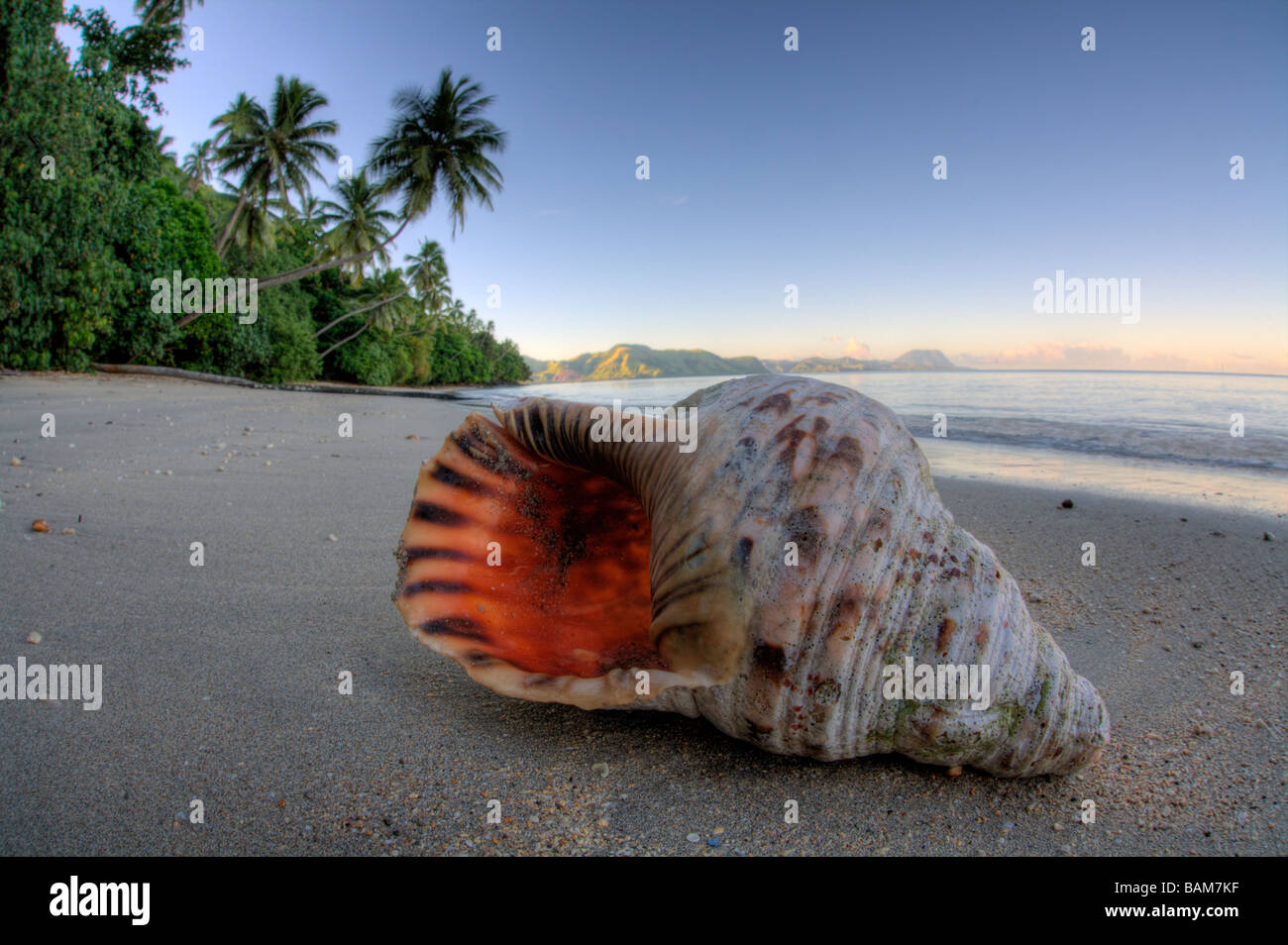 Empty Triton Shell on Beach Kadavu Island Fiji Stock Photo - Alamy