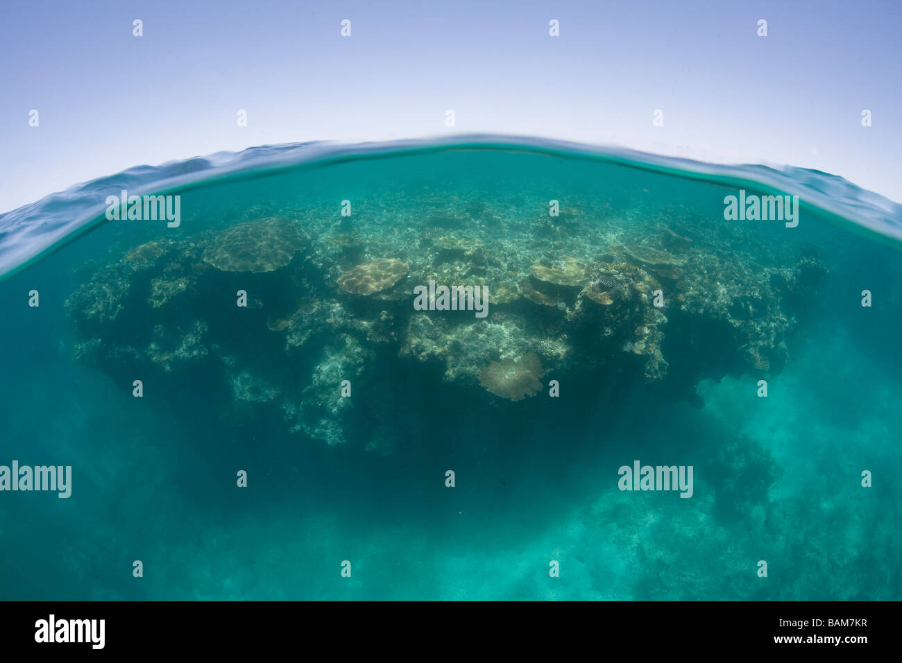 Coral Bommie in shallow Lagoon Kadavu Island Fiji Stock Photo - Alamy