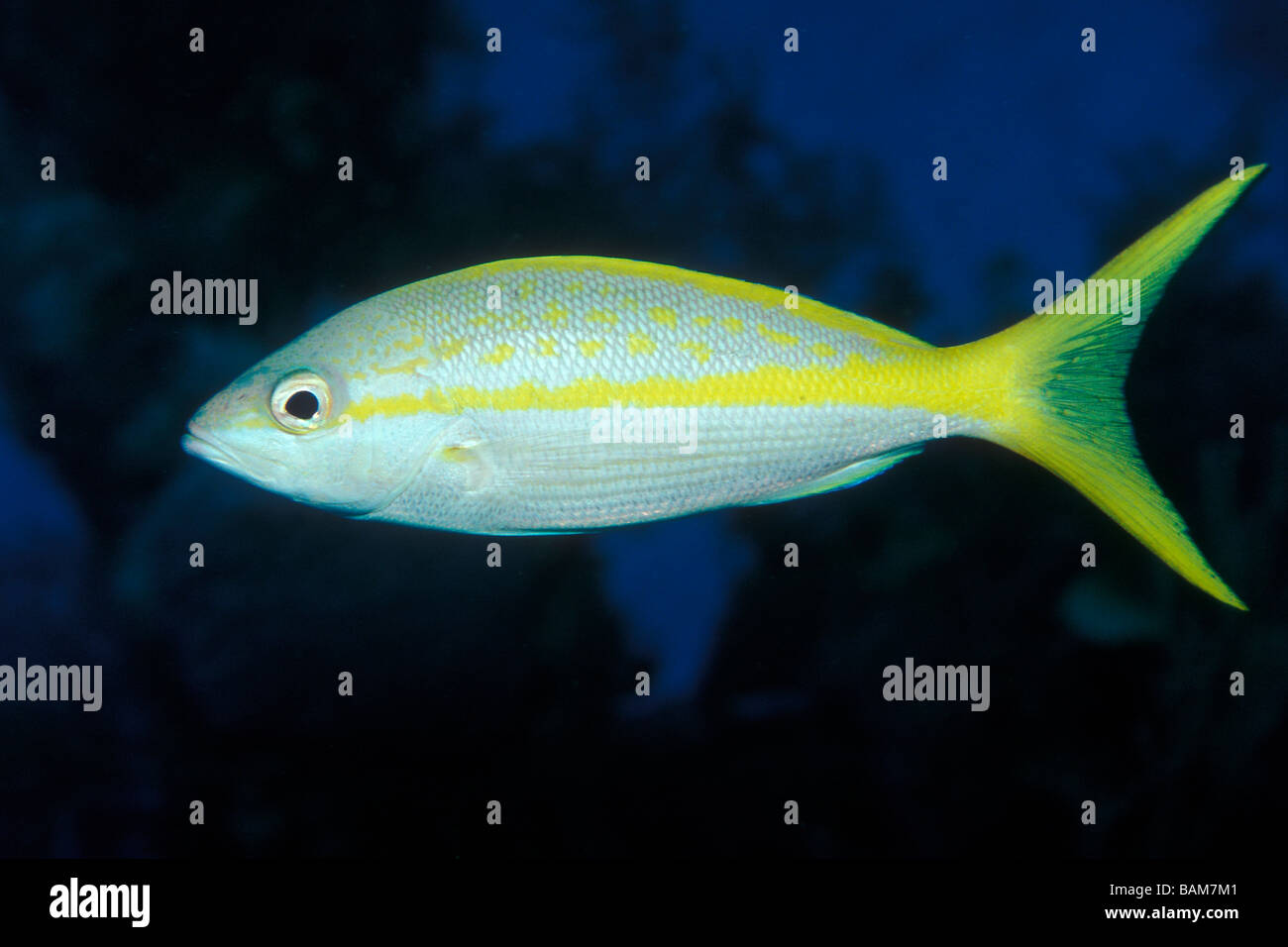 Yellowtail Snapper Ocyurus chrysurus Caribbean Cuba Stock Photo - Alamy