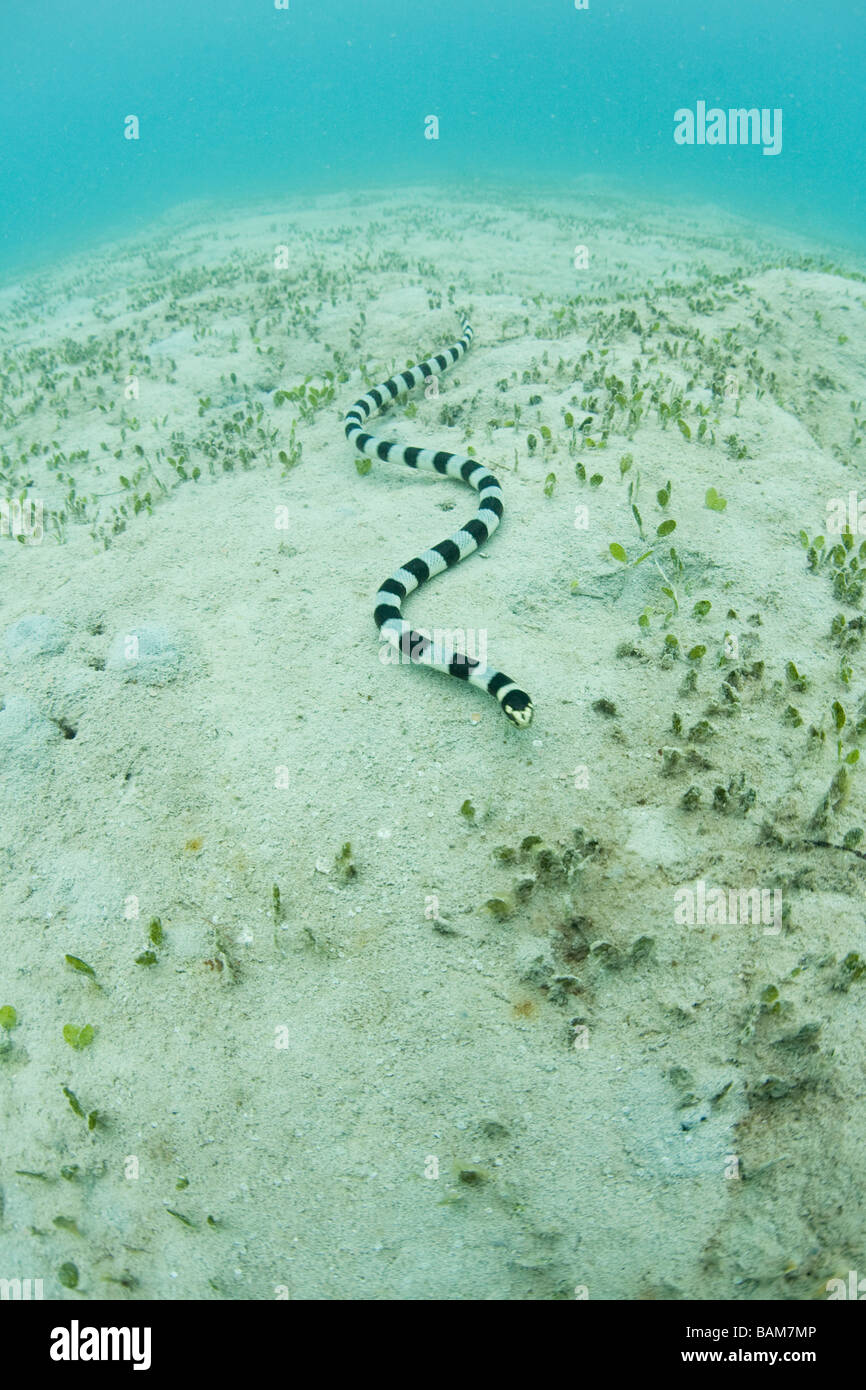 Venemous Banded Yellow lip Sea Snake Laticauda colubrina Kadavu Island ...