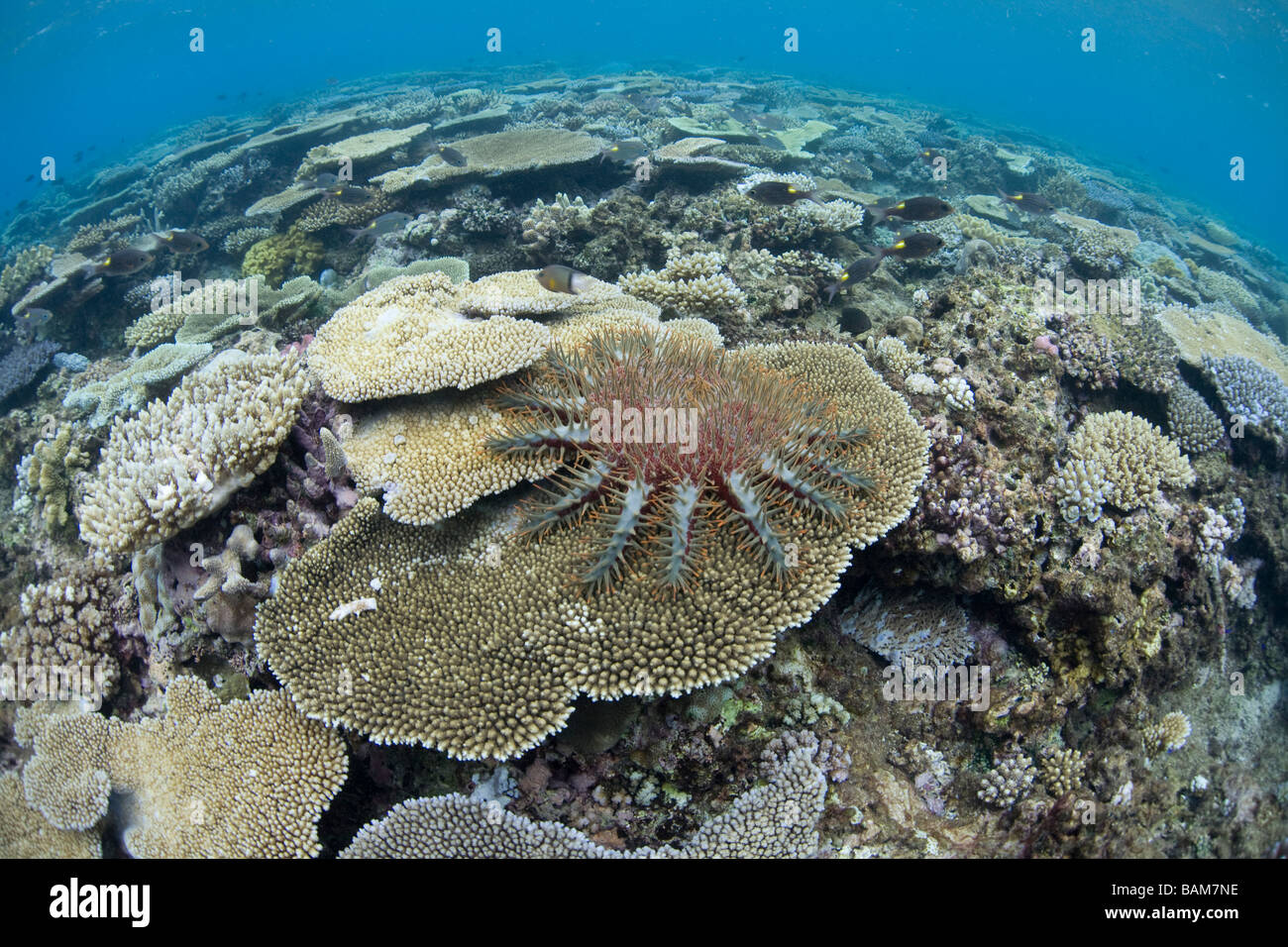 Crown of Thorns Seastar feeding on Table Corals Acanthaster planci ...