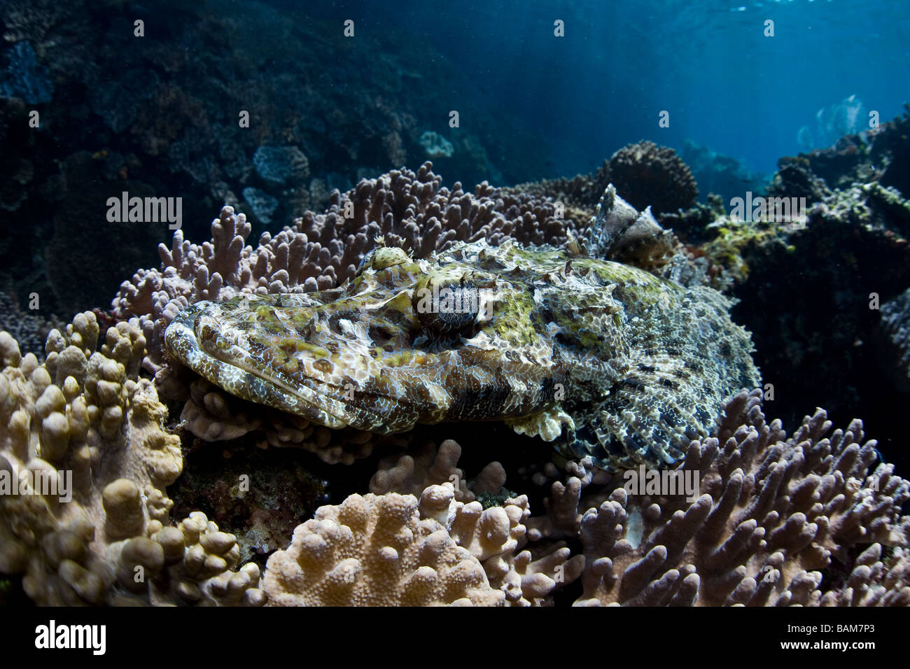 Reef camouflage hide hiding fish hi-res stock photography and images ...