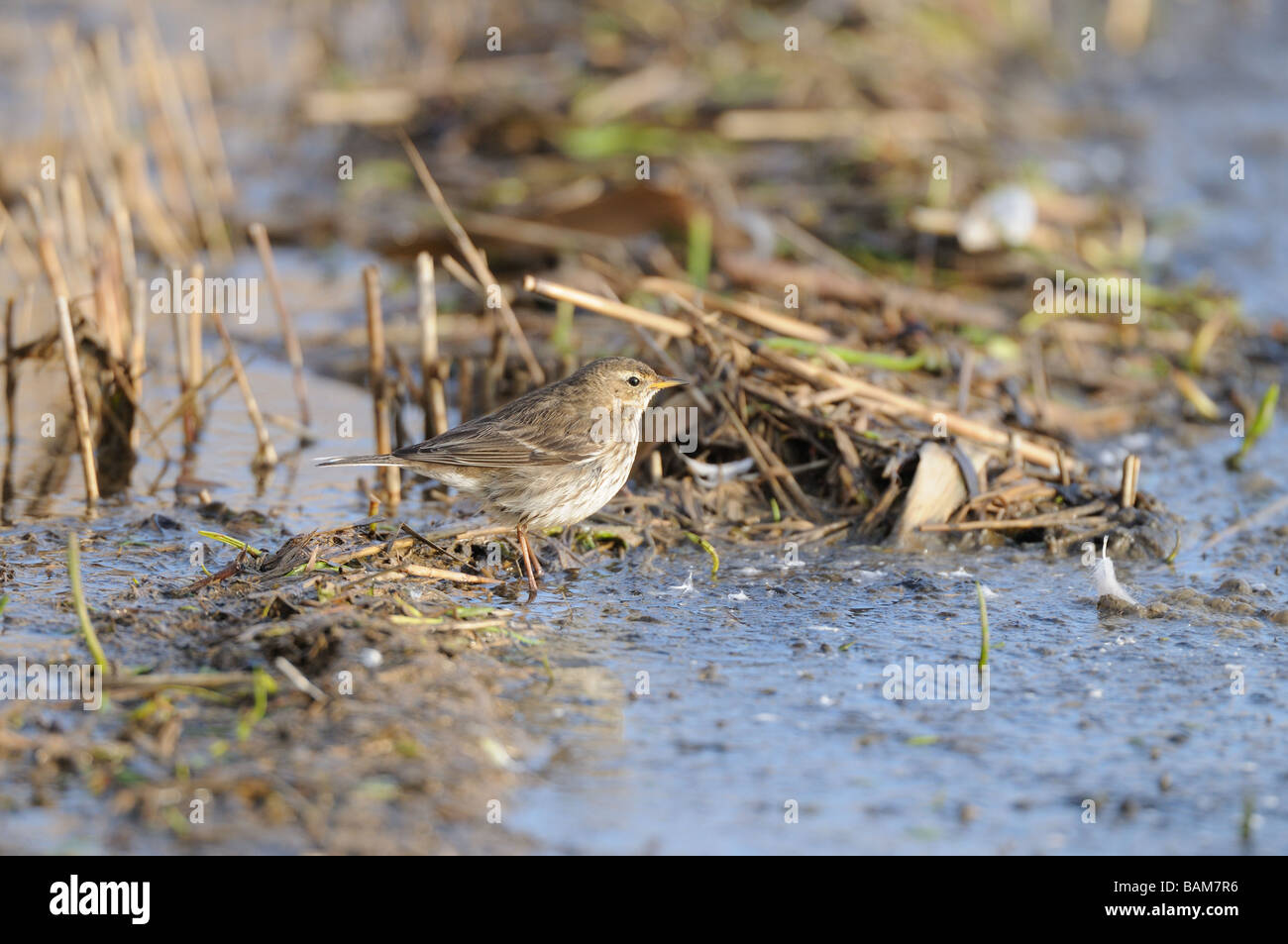 Freshwater scrape hi-res stock photography and images - Alamy
