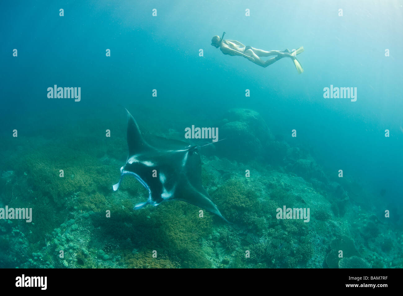Diver With Giant Pacific Manta High Resolution Stock Photography and ...