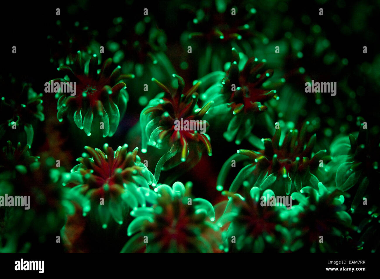 Hard coral polyps hi-res stock photography and images - Alamy