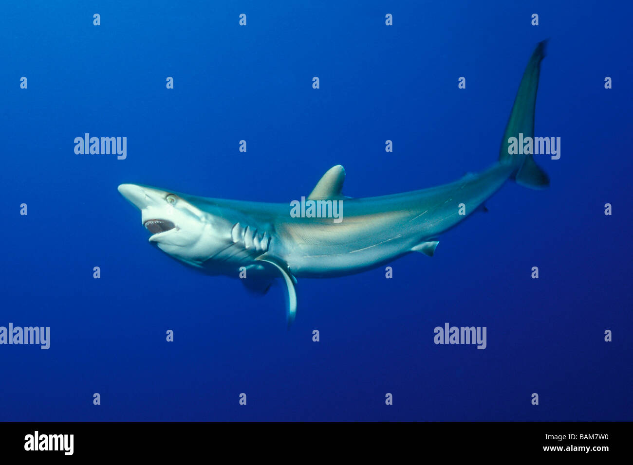 Silky Shark Threatening Gesture Carcharhinus falciformis Caribbean Cuba ...