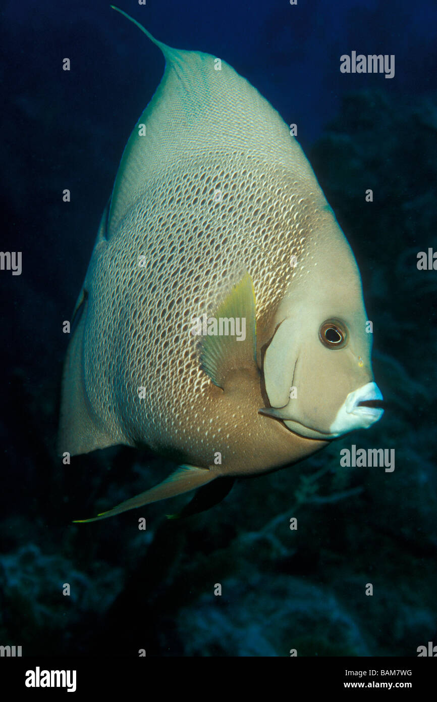 Gray Angelfish Pomacanthus arcuatus Caribbean Cuba Stock Photo - Alamy