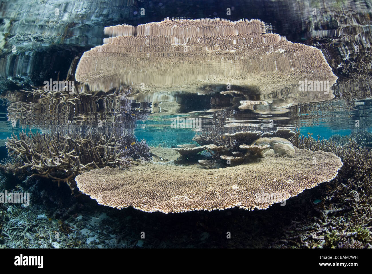 Table Corals in shallow Water Line Raja Ampat West Papua Indonesia ...