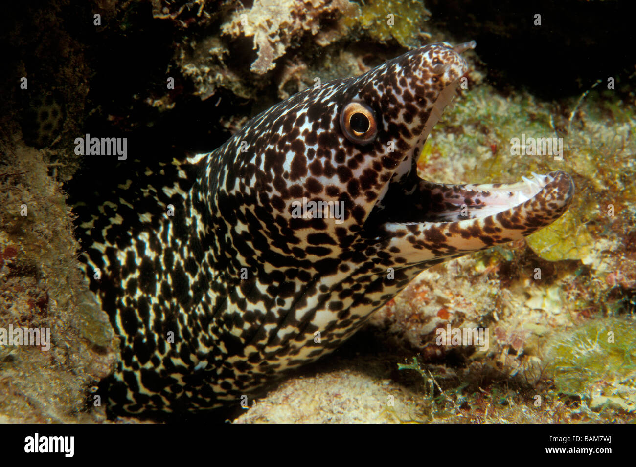 Spotted Moray Gymnothorax moringa Caribbean Cuba Stock Photo - Alamy
