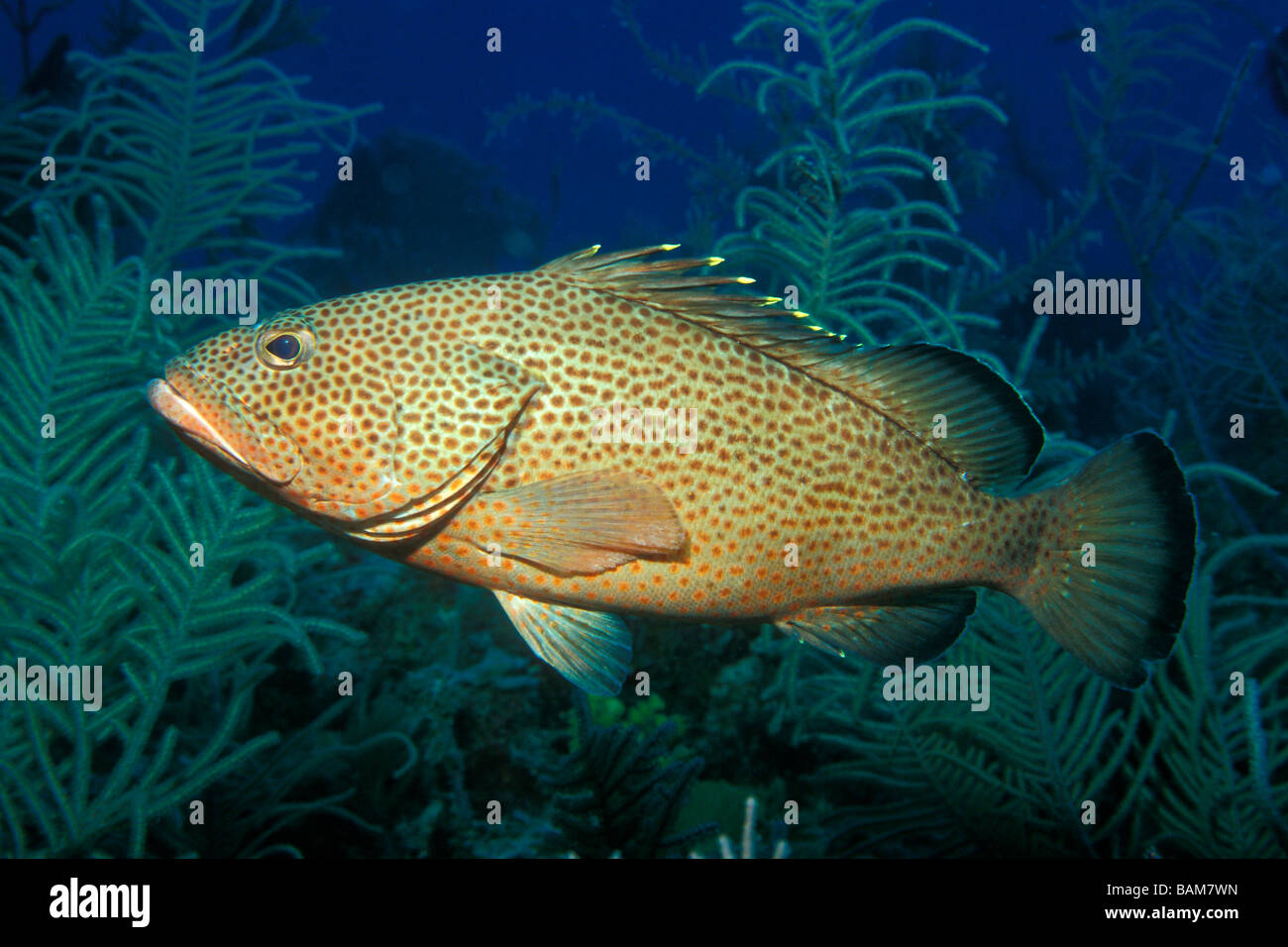 Red Hind Epinephelus guttatus Caribbean Cuba Stock Photo - Alamy