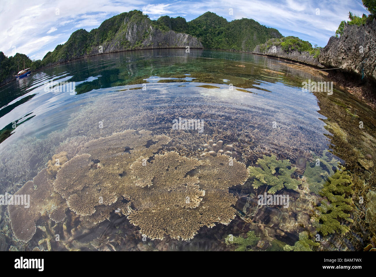 Table Corals in shallow Water Line Raja Ampat West Papua Indonesia ...