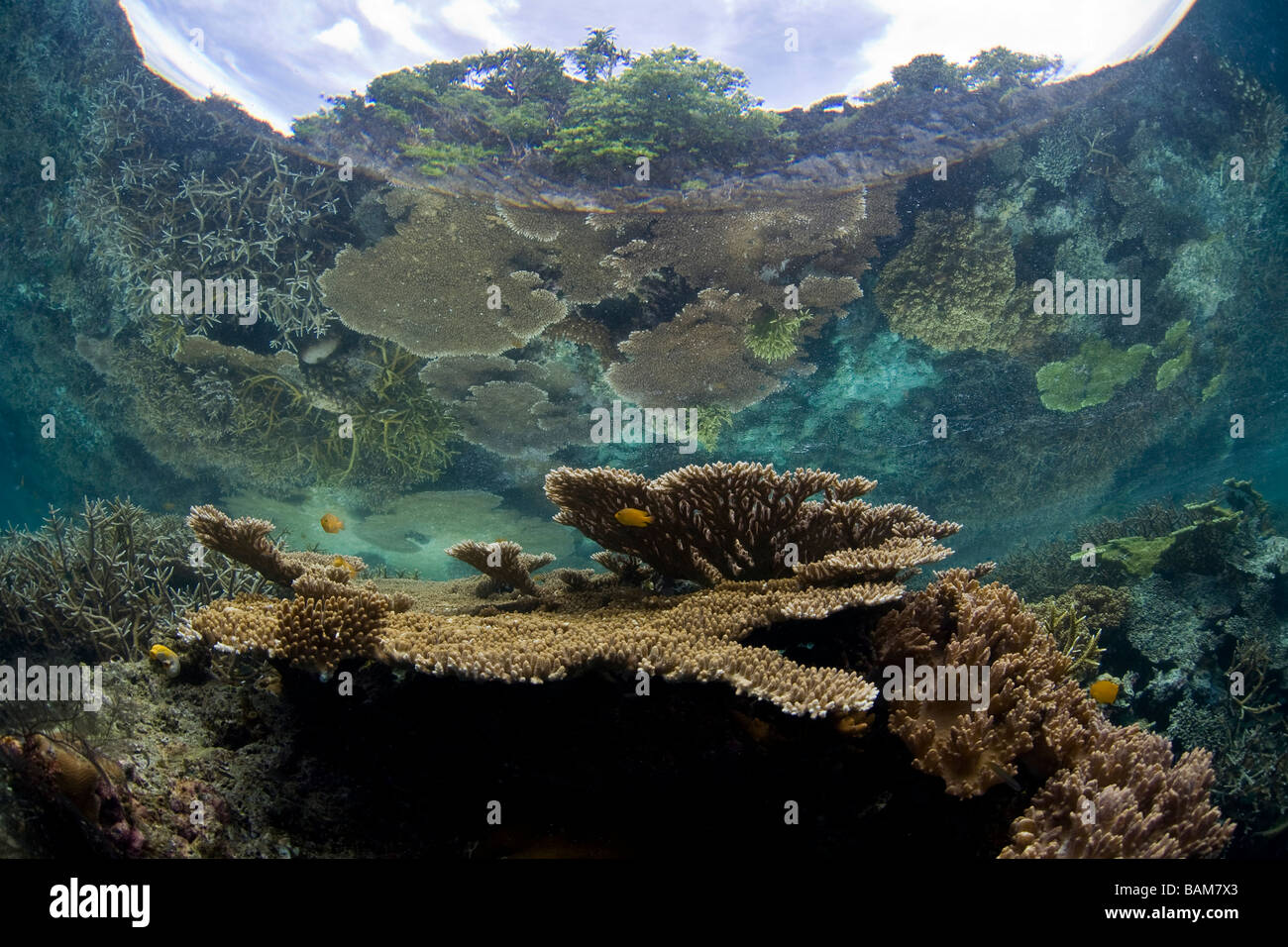 Table Corals in shallow Water Line Raja Ampat West Papua Indonesia ...
